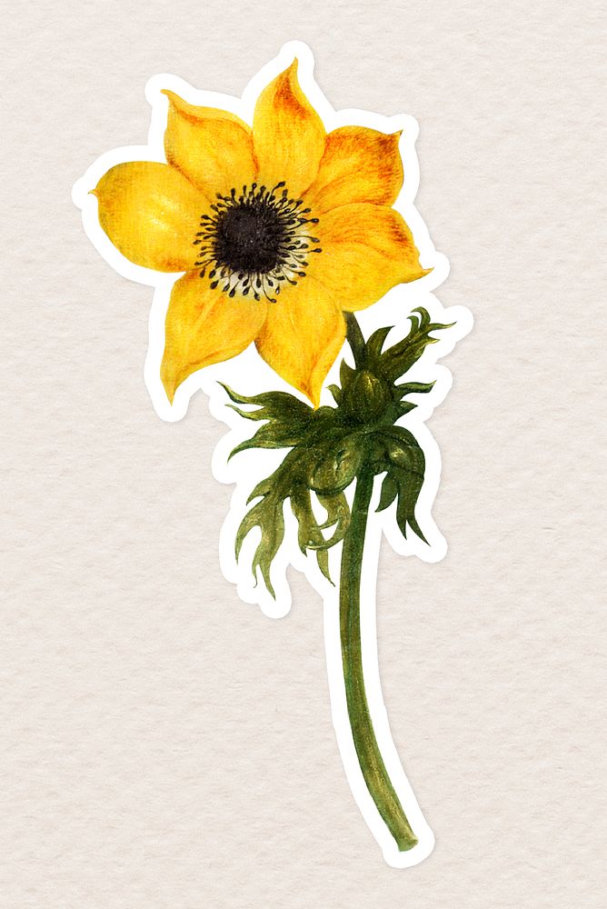 Vintage yellow flower sticker white | Premium PSD - rawpixel