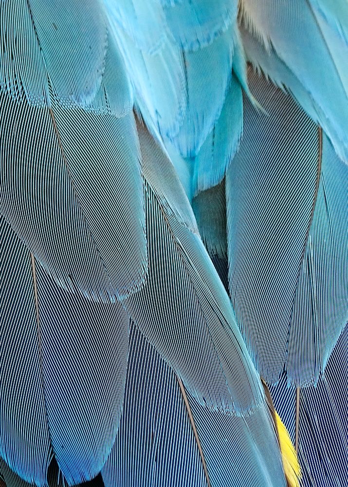Parrot feathers texture, animal close | Free Photo - rawpixel
