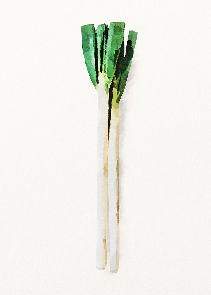 Watercolor leek illustration, vegetable drawing | Free Photo ...