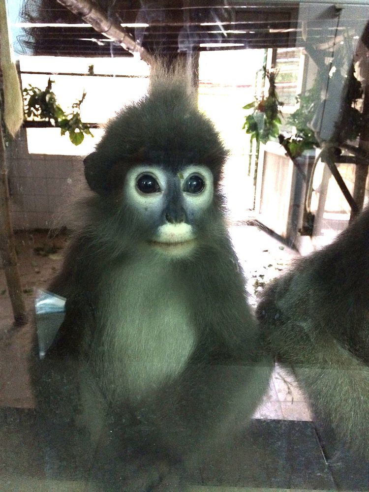 Baby primate - Endangered Primate | Free Photo - rawpixel