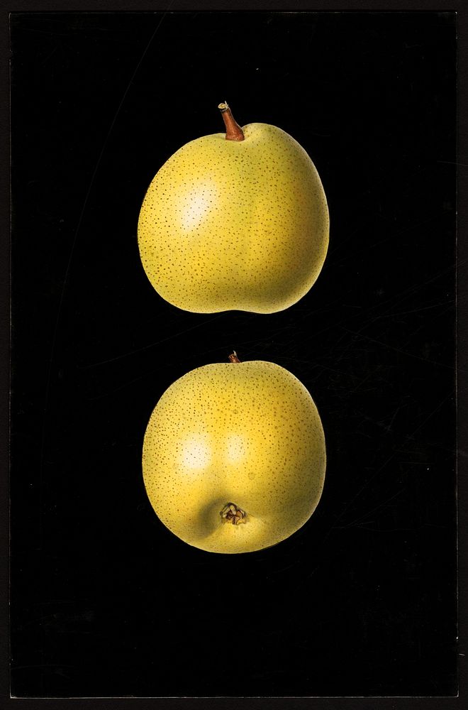 Pears (ca.1875) Royal Charles Steadman | Free Photo Illustration - rawpixel