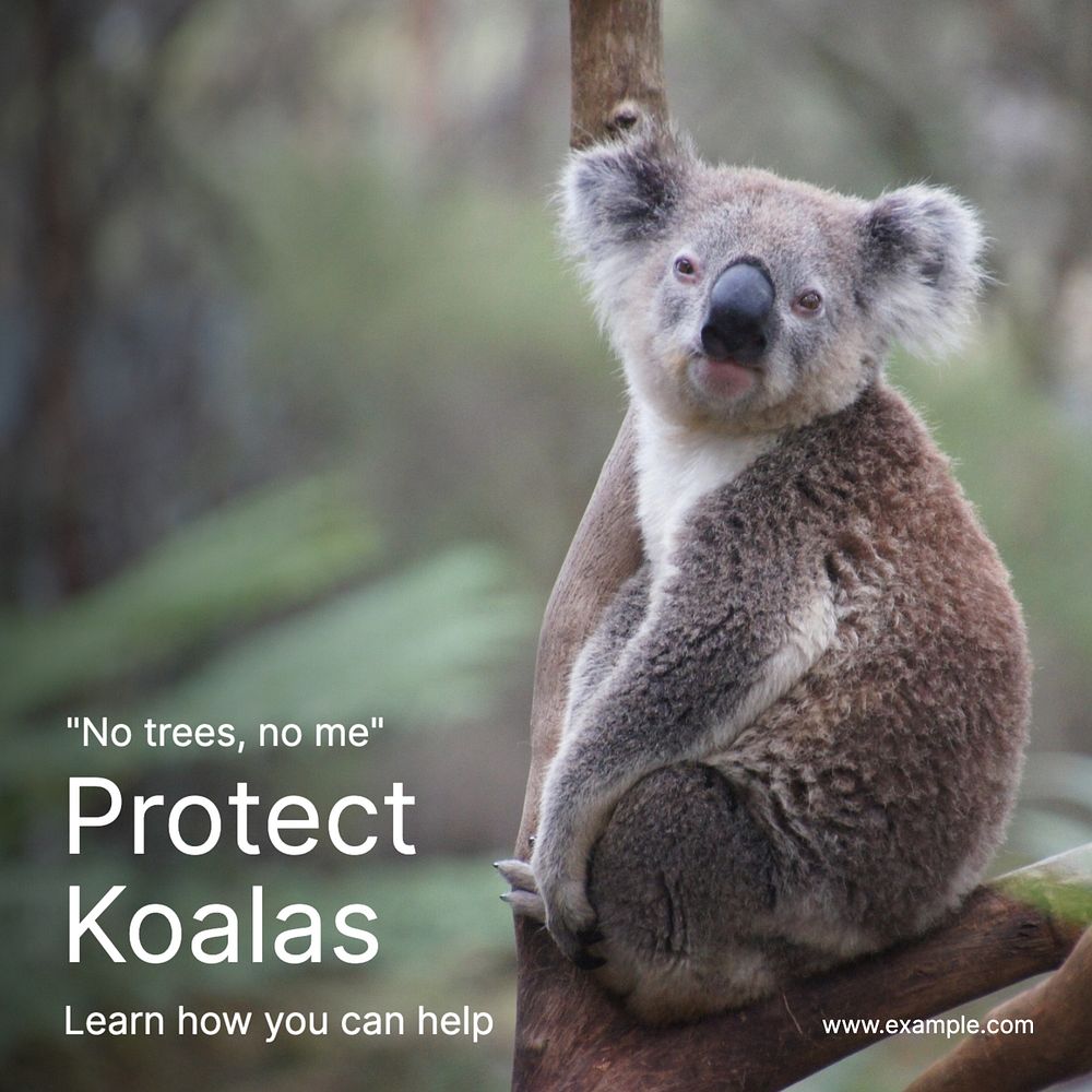 Protect Koalas Facebook post template | Premium Editable Template - rawpixel