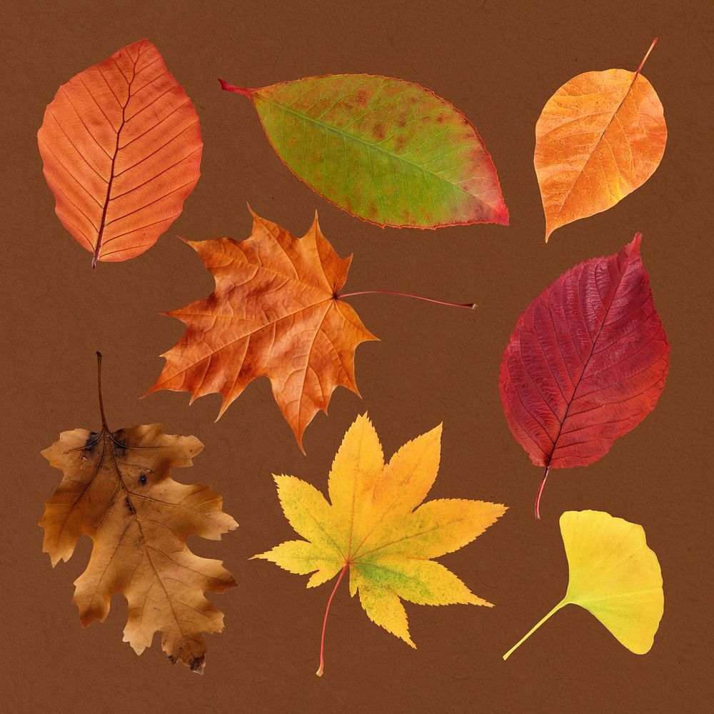 Autumn leaf set, editable design | Premium Editable Design - rawpixel