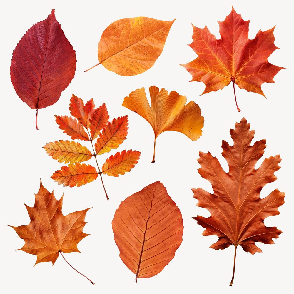 Autumn leaf set, editable design | Premium Editable Design - rawpixel
