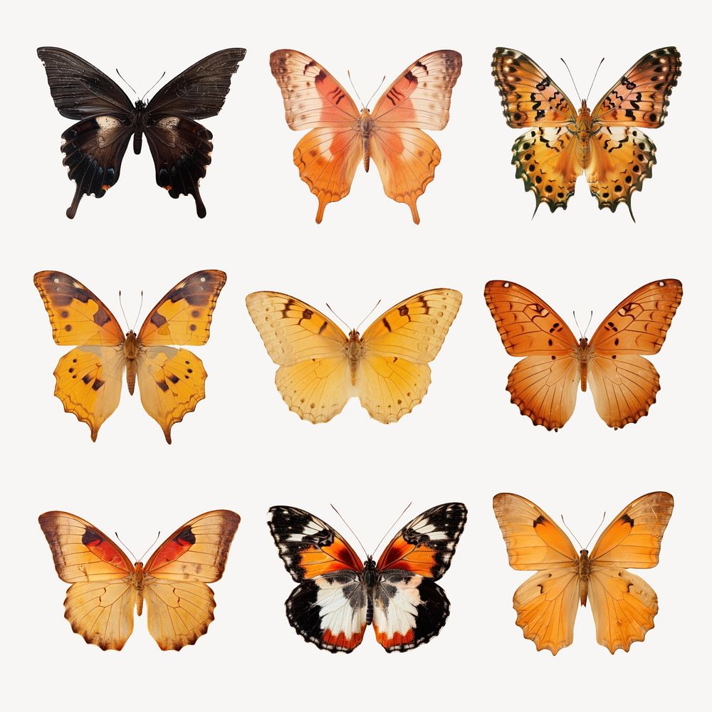 Editable real pressed butterfly design | Premium Editable Design - rawpixel