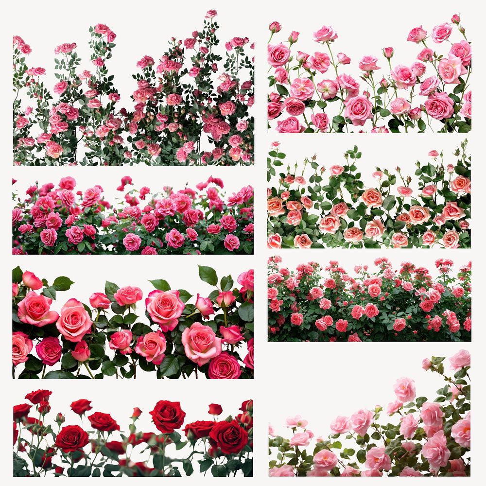 Real photo roses borders, editable | Premium Editable Design - rawpixel