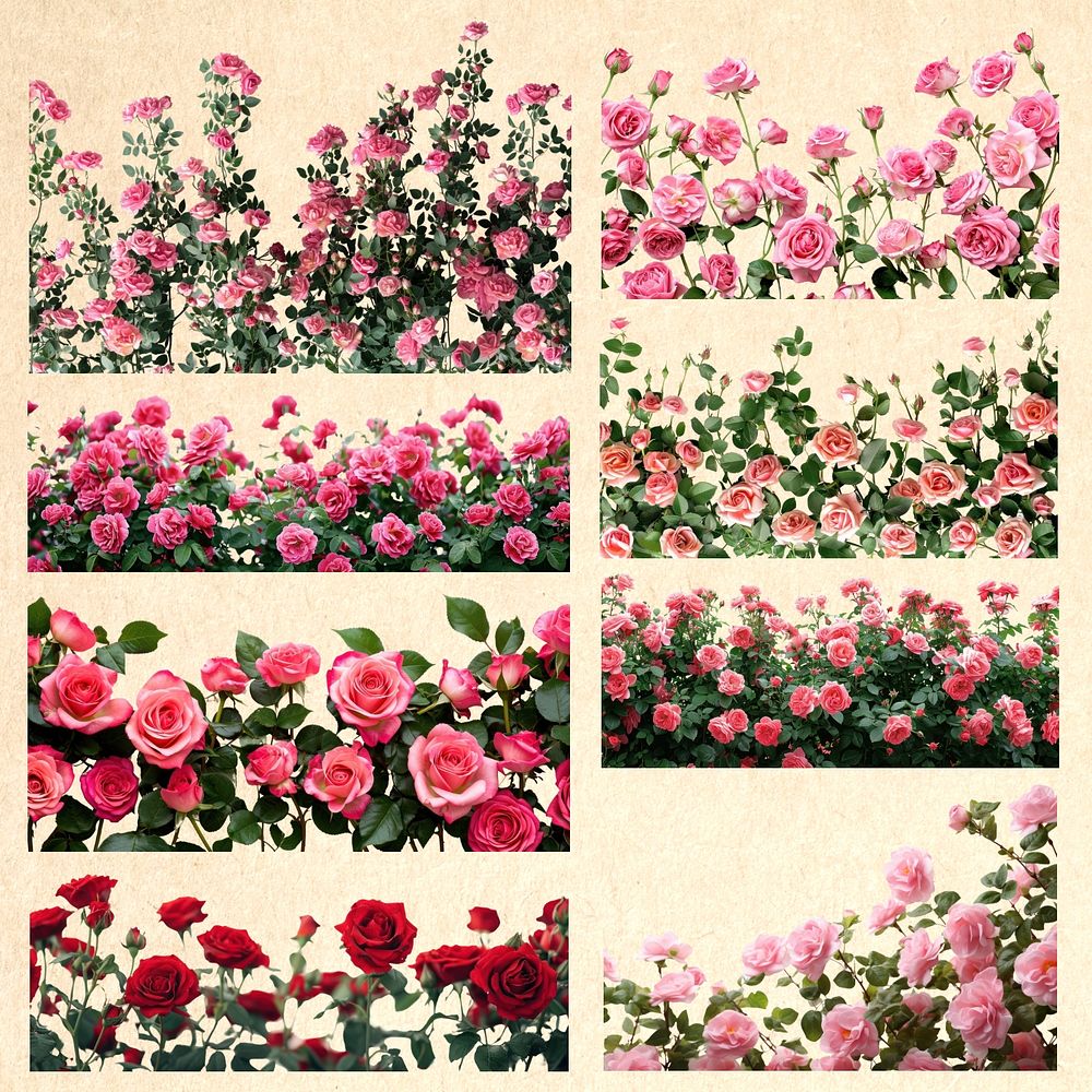 Real photo roses borders, editable | Premium Editable Design - rawpixel