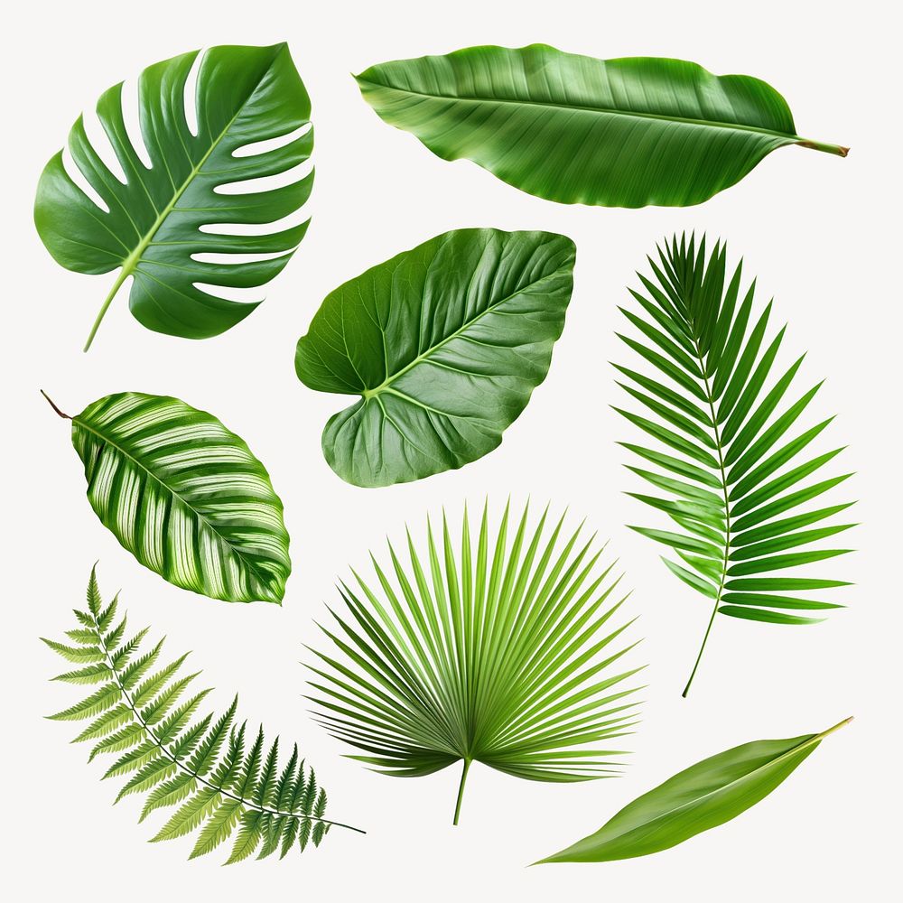 Editable tropical green leaf design | Premium Editable Design - rawpixel
