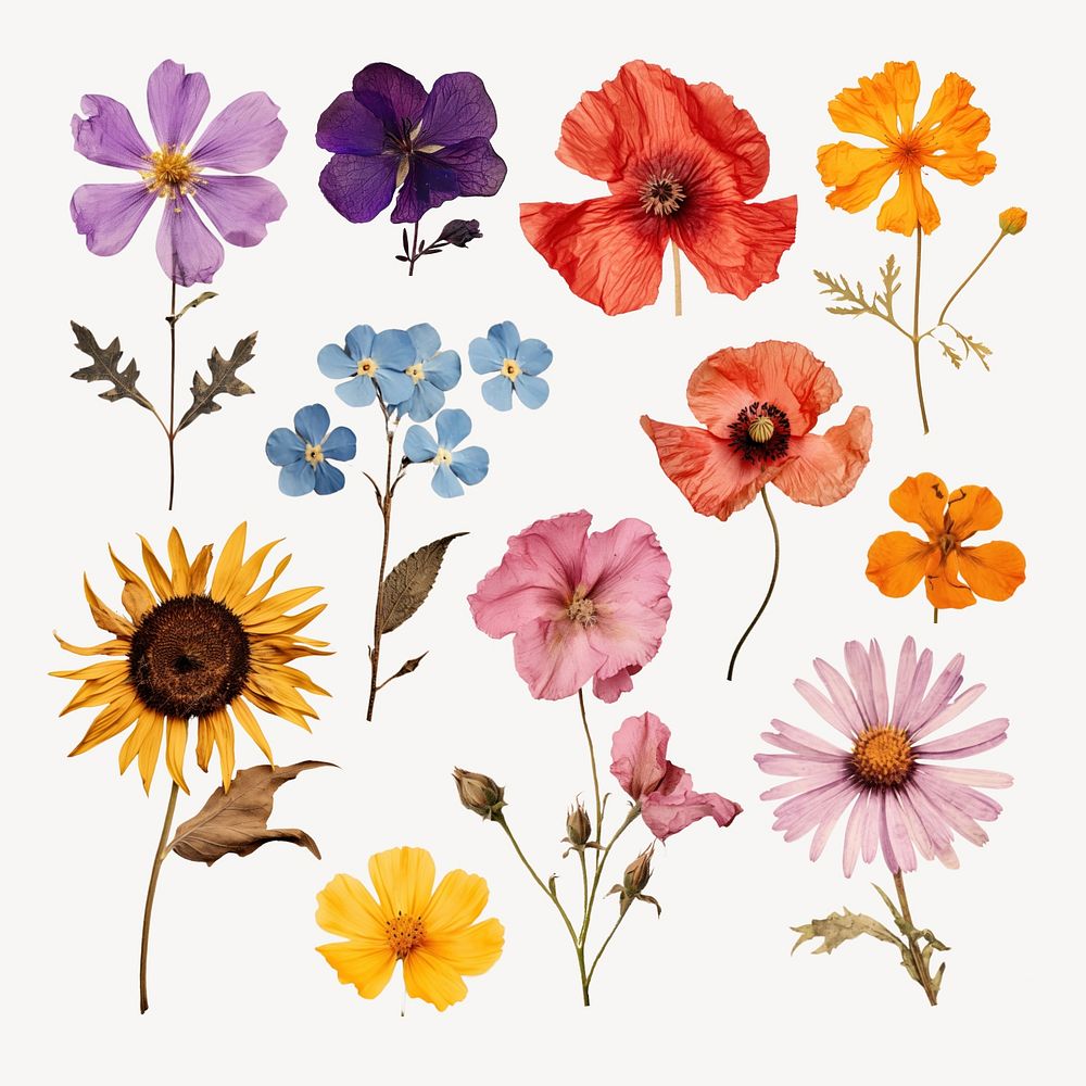 Editable colorful delicate pressed flower | Premium Editable Design ...