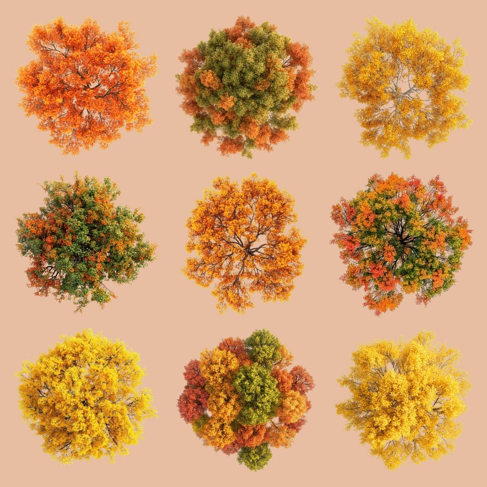 Editable Autumn tree top view | Premium Editable Design - rawpixel