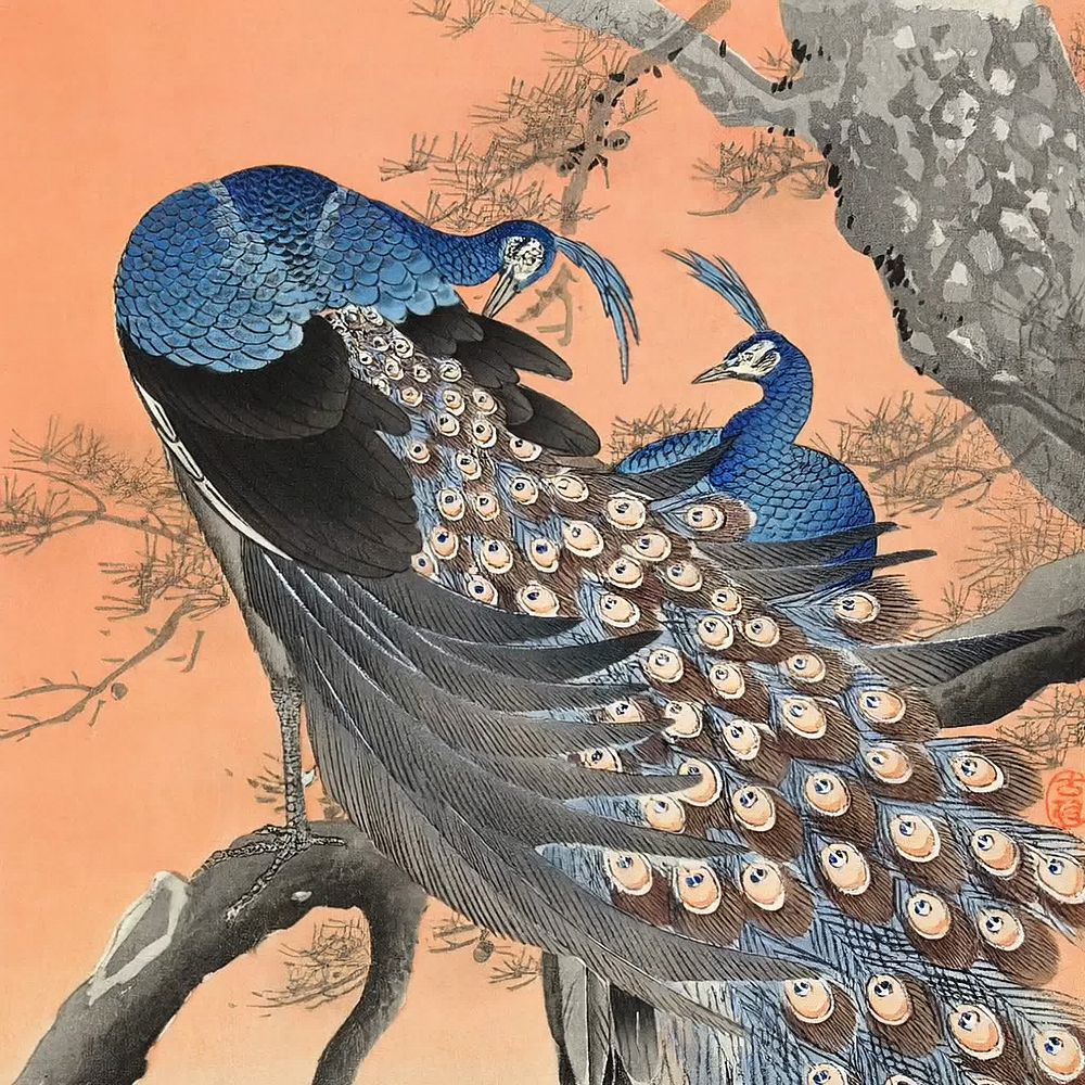 Detail Two peacocks tree branch | Free Video - rawpixel