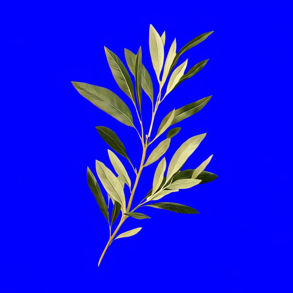 Watercolor green leaves animation, transparent | Free Video - rawpixel