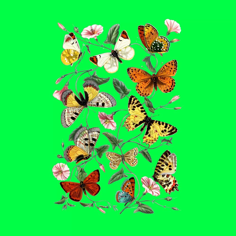 Colorful butterflies animation, transparent 4K | Free Video - rawpixel