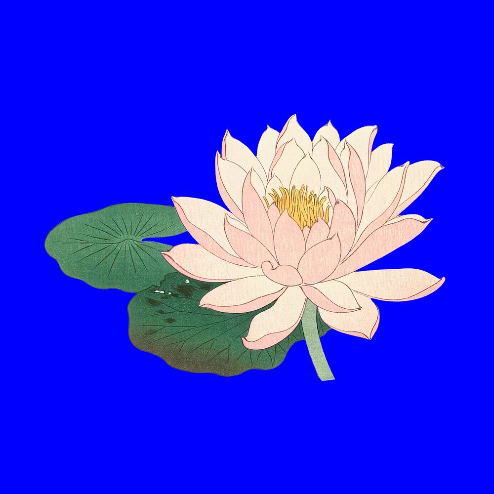 Elegant lotus animation, transparent 4K | Free Video - rawpixel