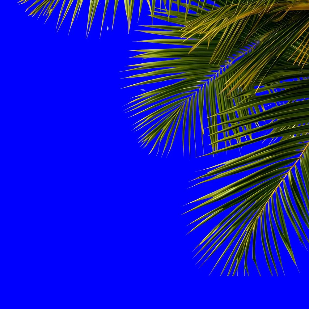 Tropical palm leaves animation, transparent | Free Video - rawpixel