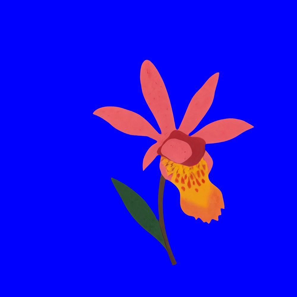 Vibrant orchid animation, transparent 4K | Free Video - rawpixel