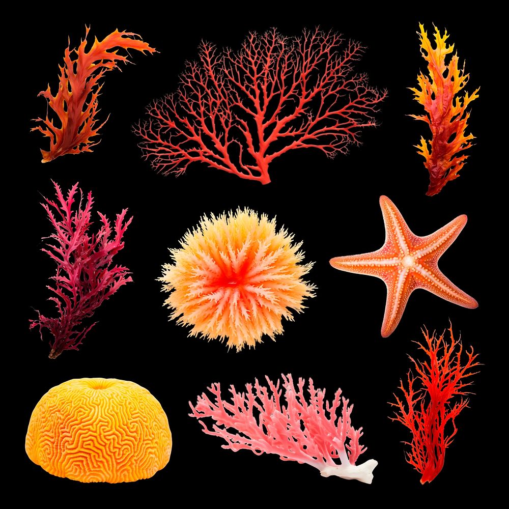 Colorful marine life set psd | Free PSD - rawpixel