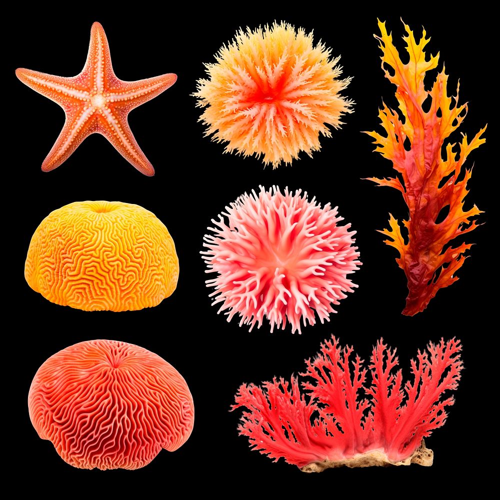 Colorful marine life set psd | Free PSD - rawpixel
