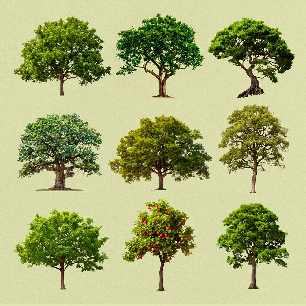 Various detailed trees set psd | Free PSD - rawpixel