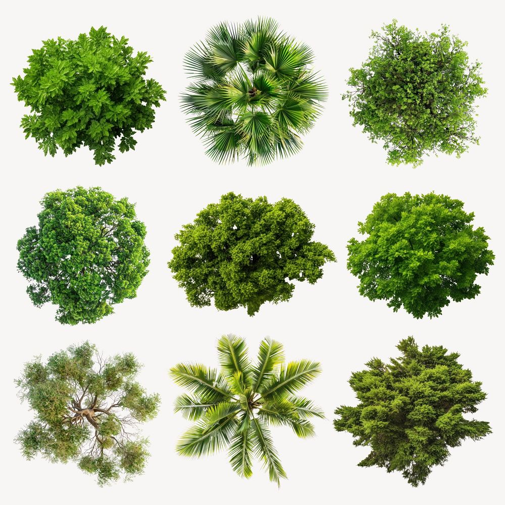 Various lush green tree tops | Premium PSD - rawpixel