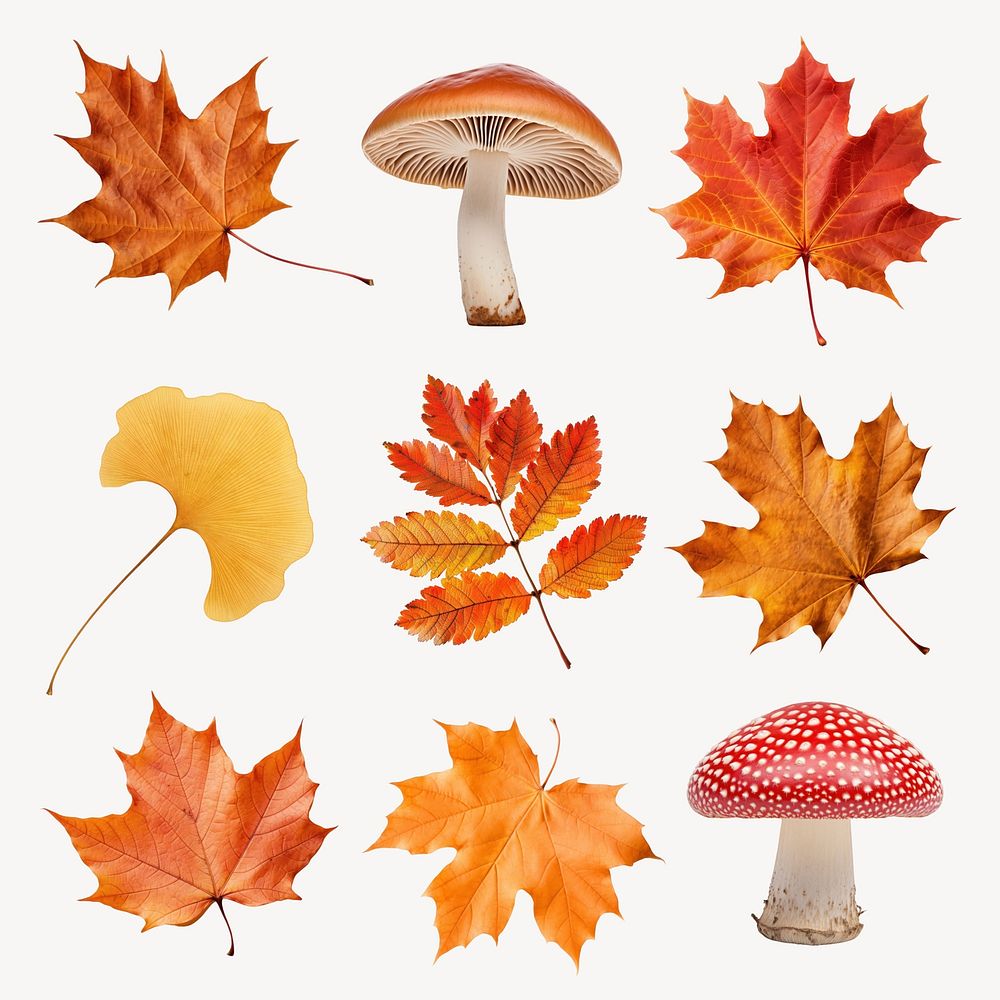 Autumn leaves mushrooms nature set | Premium PSD - rawpixel