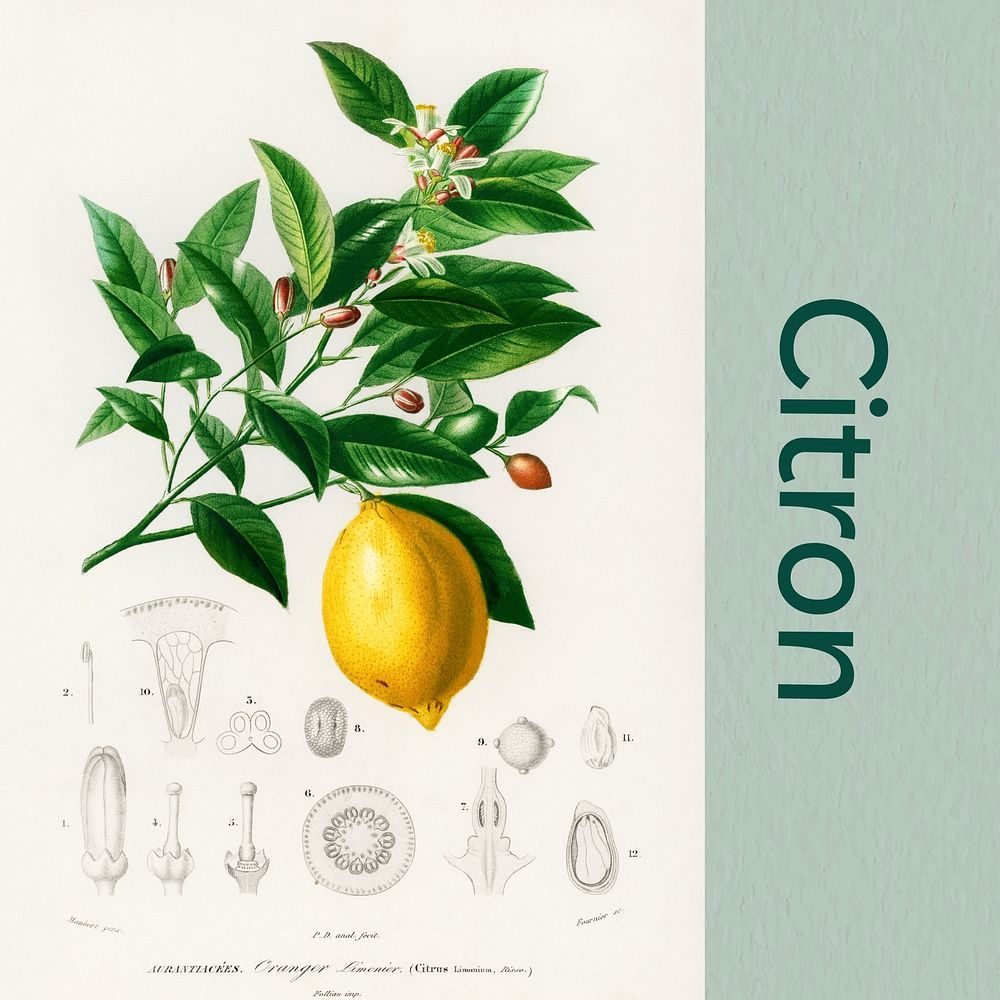 Vintage lemon Instagram post template | Free Photo - rawpixel