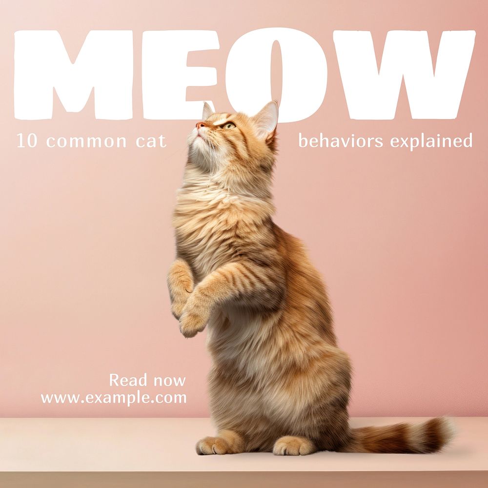 Cat & kitten Instagram post | Free Photo - rawpixel