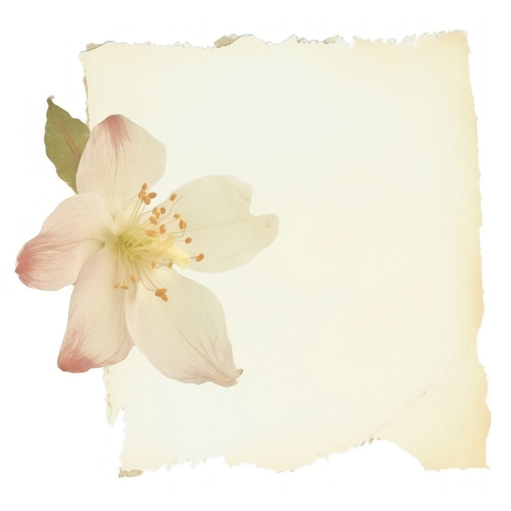 Columbine flower ripped paper blossom | Free Photo Illustration - rawpixel