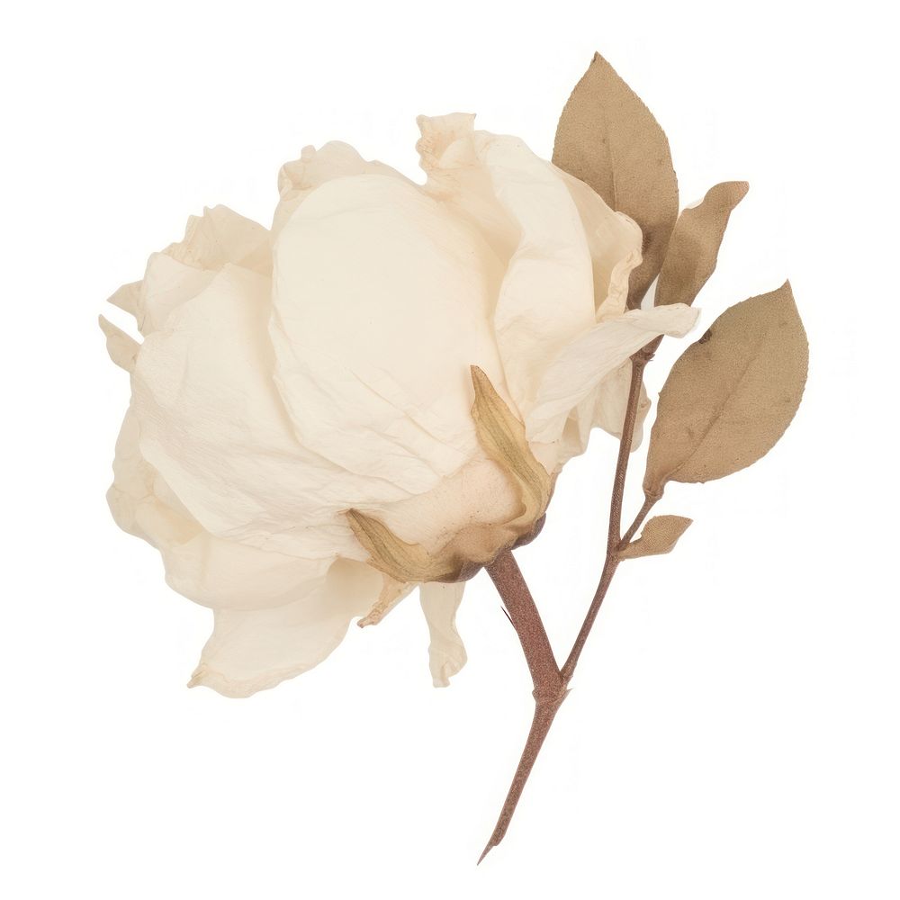 Cotton flower ripped paper blossom | Free Photo - rawpixel