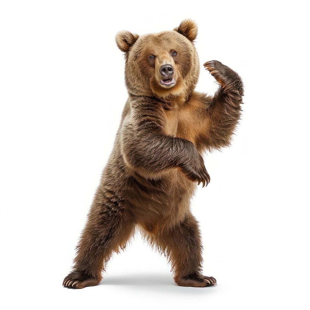 Happy smiling dancing brown bear | Free Photo - rawpixel