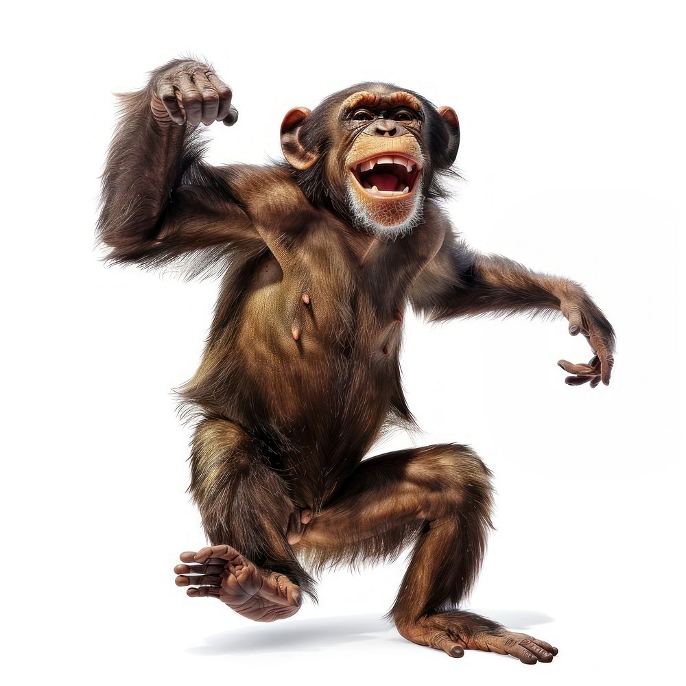 Happy smiling dancing monkey wildlife | Free Photo - rawpixel