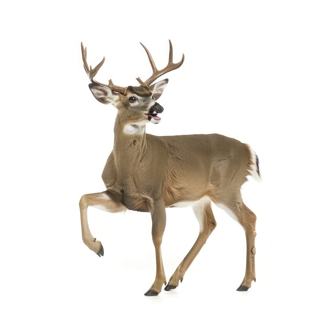 Happy smiling dancing mule Deer | Free Photo - rawpixel