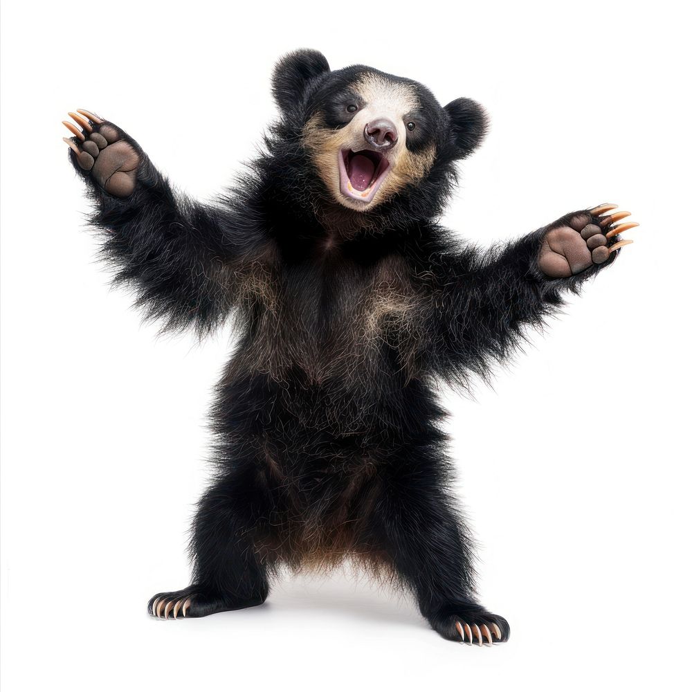Happy smiling dancing sloth bear | Free Photo - rawpixel