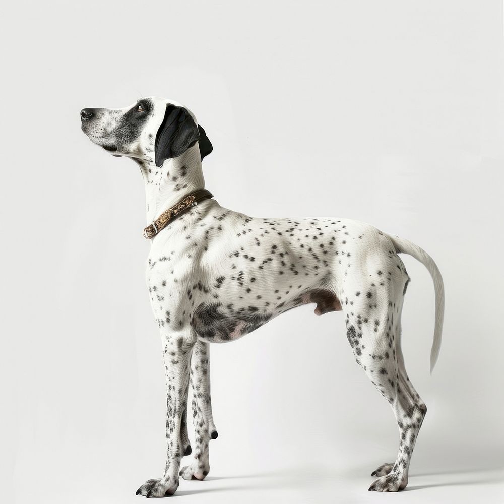 Mountain feist dog dalmatian pointer | Free Photo - rawpixel