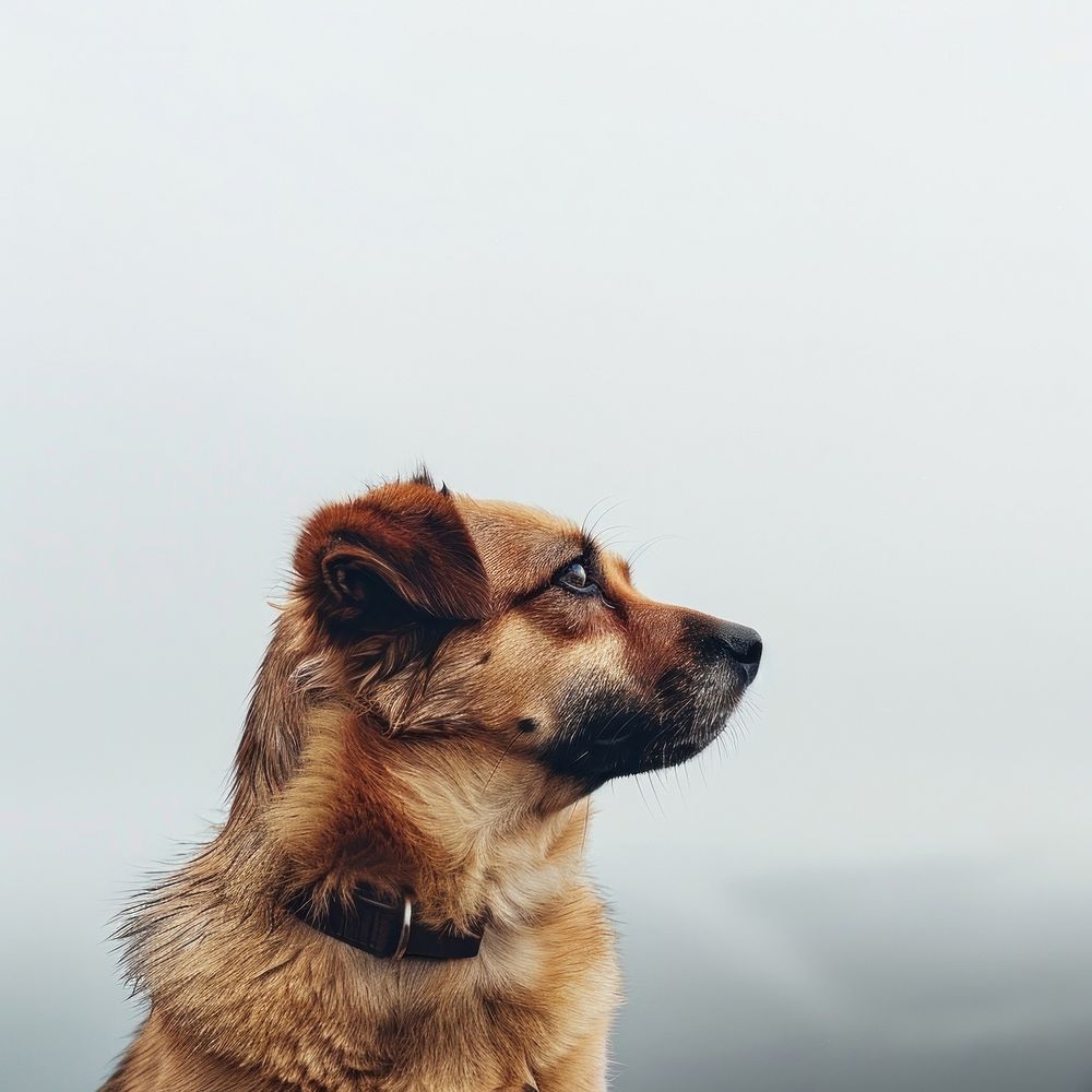 Mountain feist dog animal canine | Free Photo - rawpixel