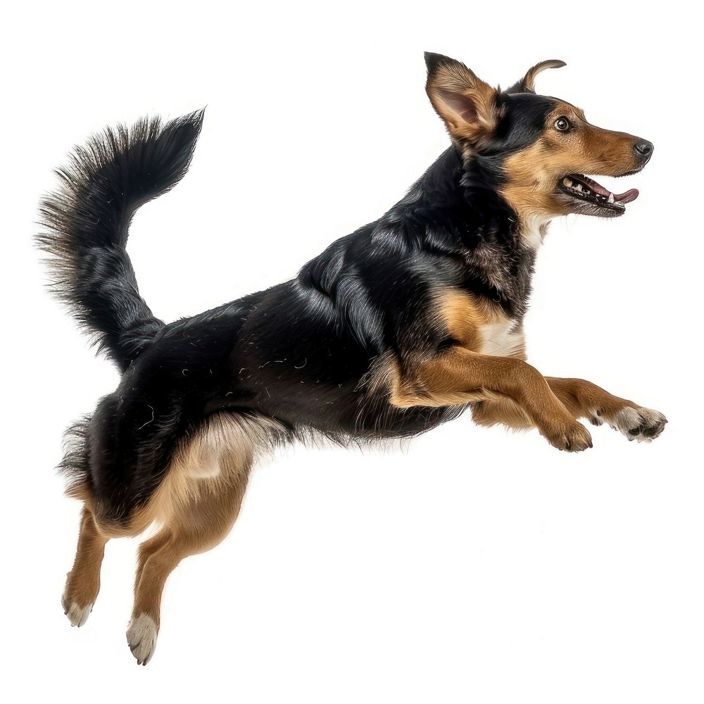 Mountain feist dog animal canine | Free Photo - rawpixel