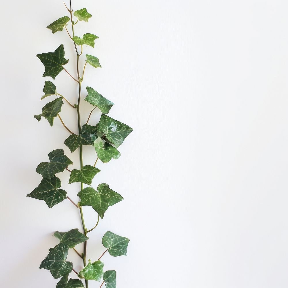 Mini adam ivy plant leaf | Free Photo - rawpixel