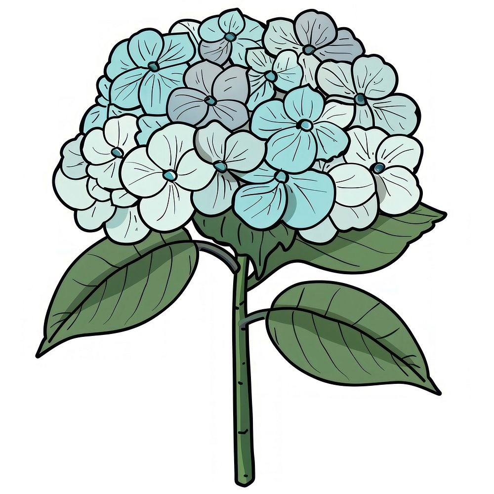 Hydrangea drawing art illustrated. | Free Photo Illustration - rawpixel