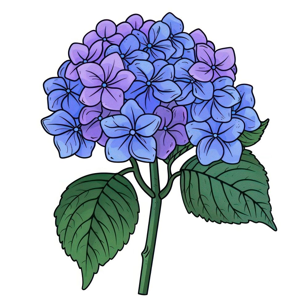 Hydrangea drawing art illustrated. | Free Photo Illustration - rawpixel