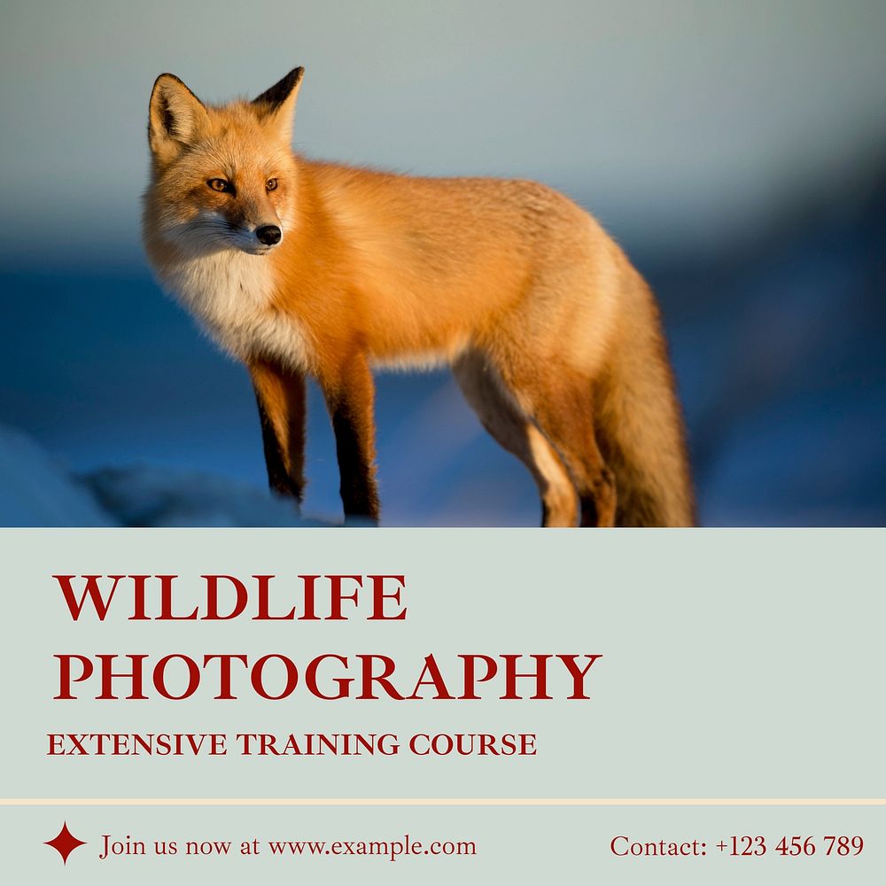Wildlife photography contest Instagram post | Free Photo - rawpixel