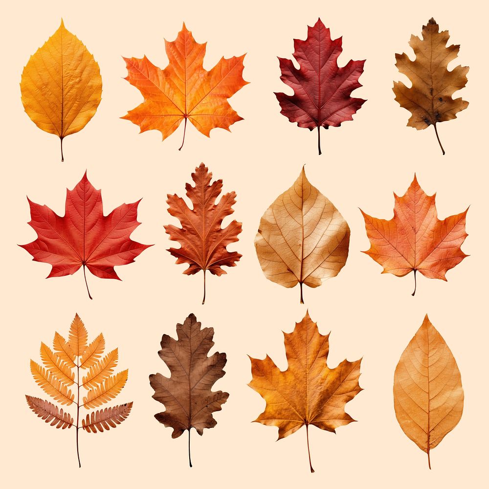 Autumn leaf element set | Free Photo - rawpixel