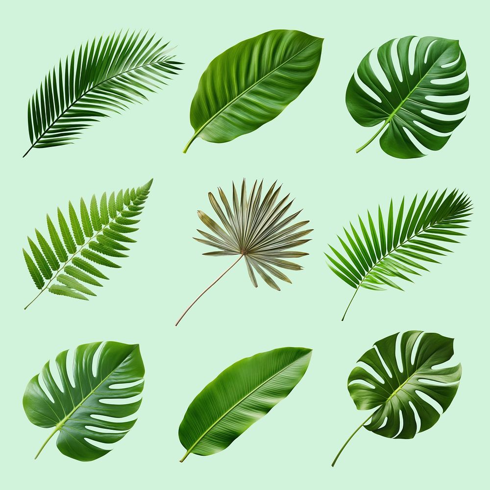 Tropical leaf element set | Premium Photo - rawpixel