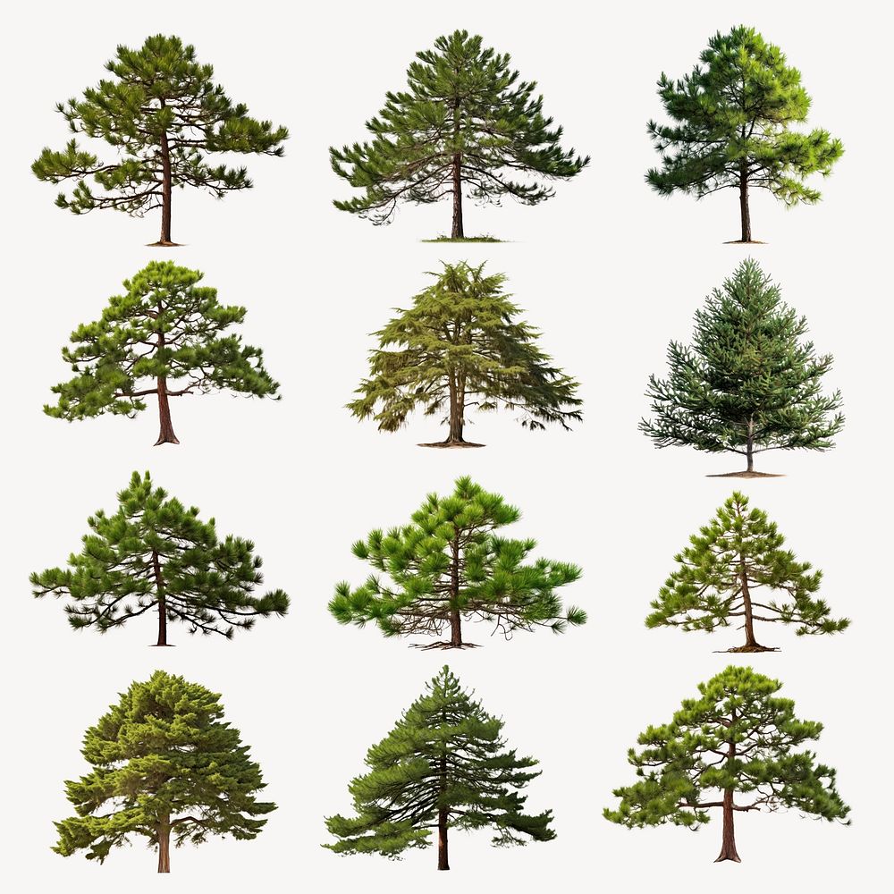 Pine tree element set | Premium Photo - rawpixel