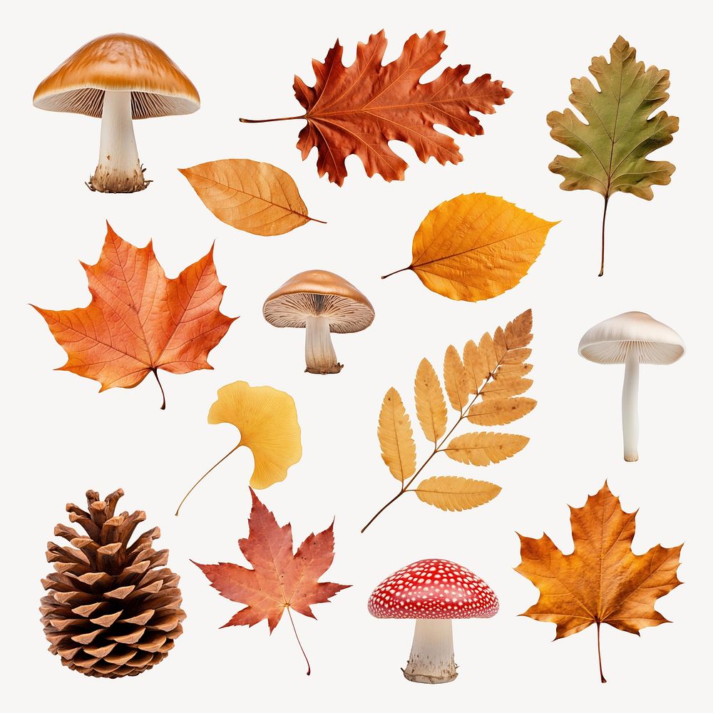 Autumn leaf element set | Premium Photo - rawpixel