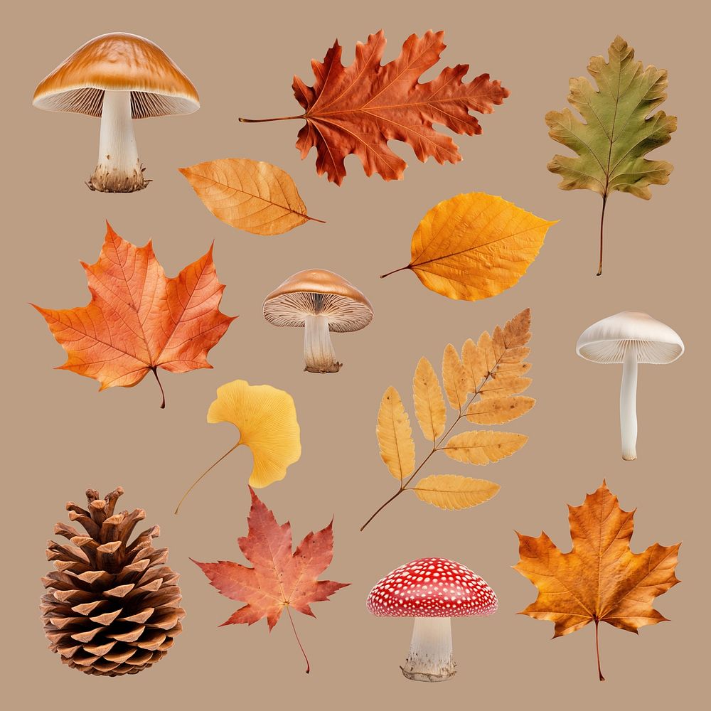 Autumn leaf element set | Premium Photo - rawpixel