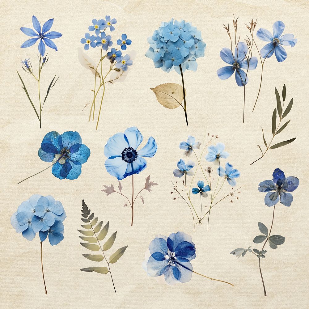 Pressed blue flowers isolated image | Premium Photo - rawpixel