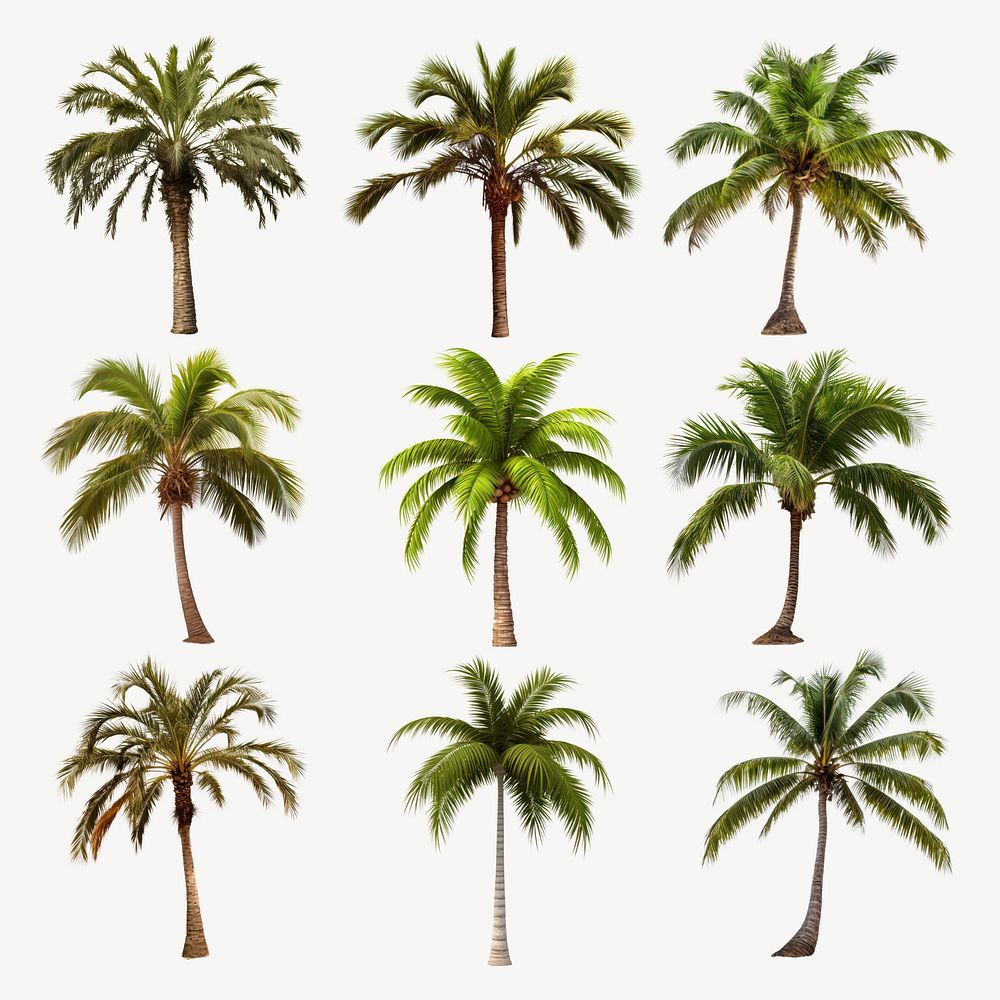 Palm tree element set | Free Photo - rawpixel