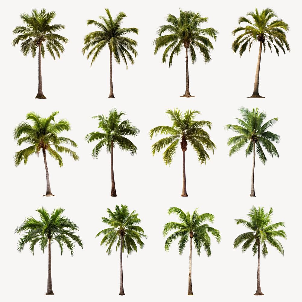 Tropical palm tree isolated image | Premium Photo - rawpixel