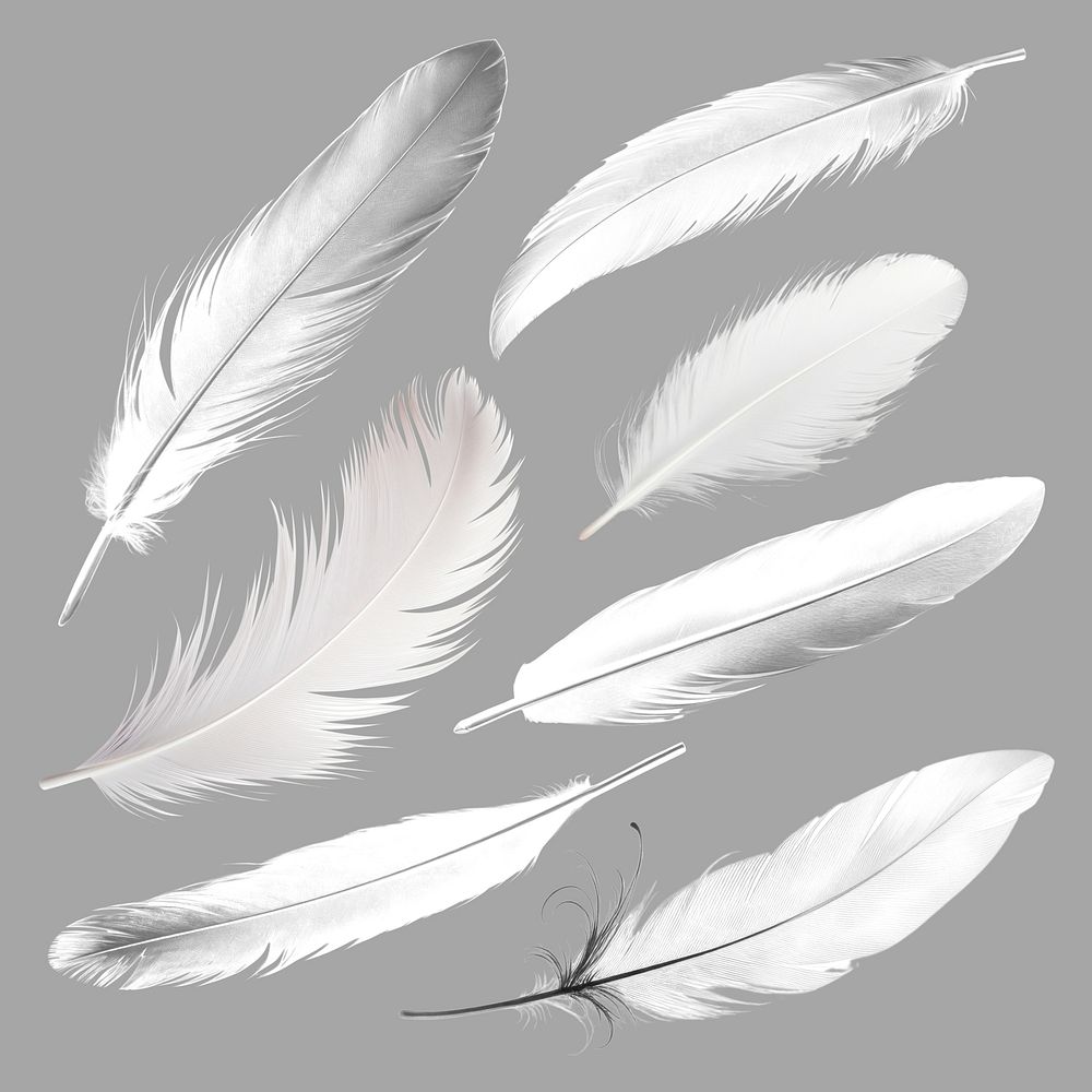 White feather element set | Premium Photo - rawpixel