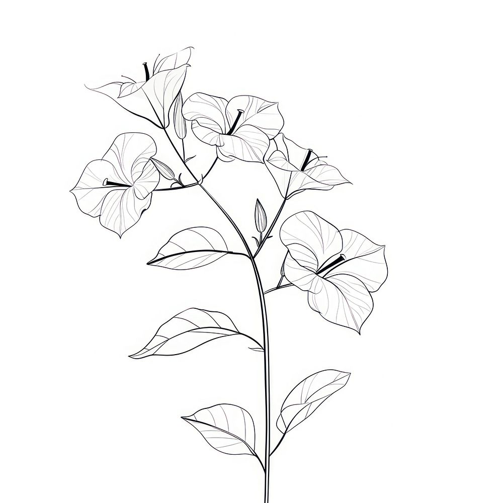 Bougainvillea illustrated drawing sketch. | Free Photo Illustration ...